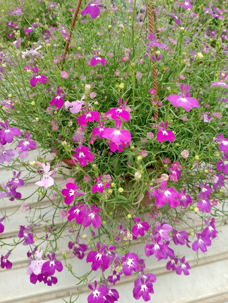 Çiçek pazarı Цветочный рынок, Moskova, foto