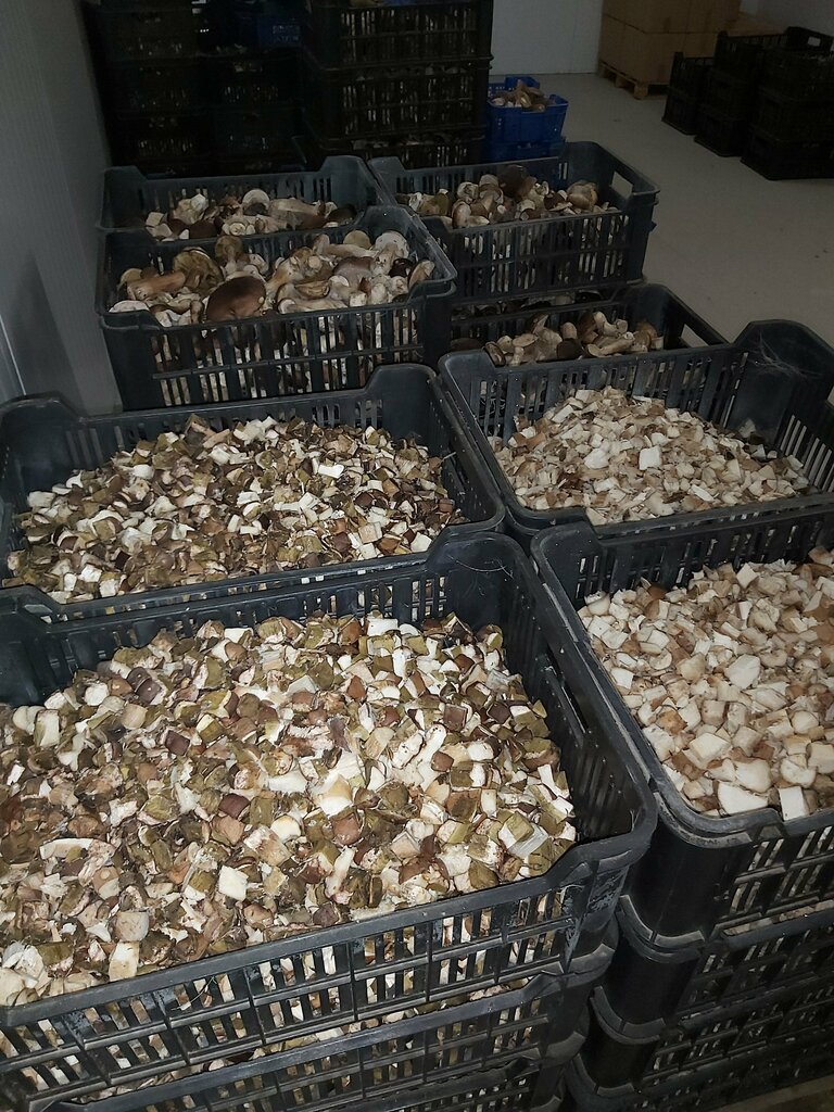 Mantar yetiştirme ve satış Керма, İvanovskaya oblastı, foto