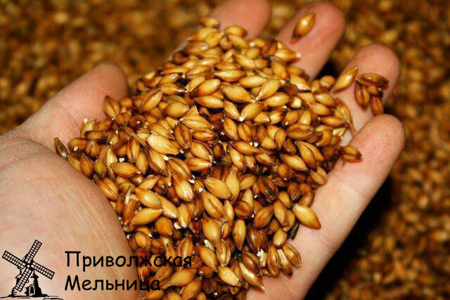 Un ve tahıllar Privoljslaya melnica, Nijegorodskaya oblastı, foto