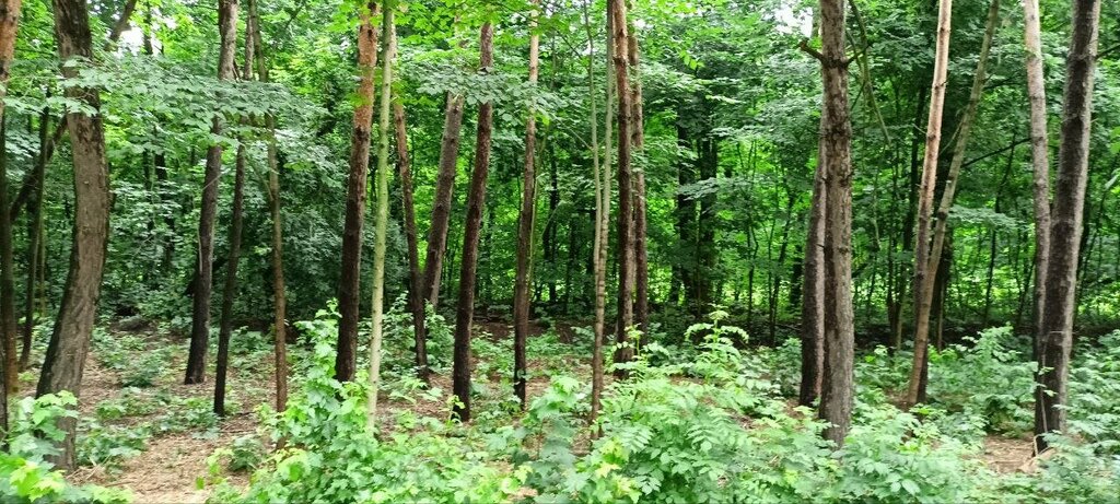 Orman урочище Круглик, Belgorodskaya oblastı, foto