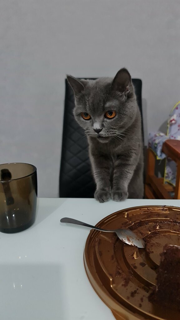 Veteriner eczaneleri Питомец, Sibay, foto