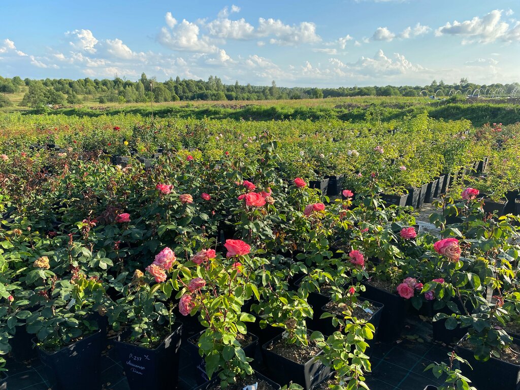 Fidan yetiştiriciliği GardenKlad Rose Nursery, Yaroslavskaya oblastı, foto