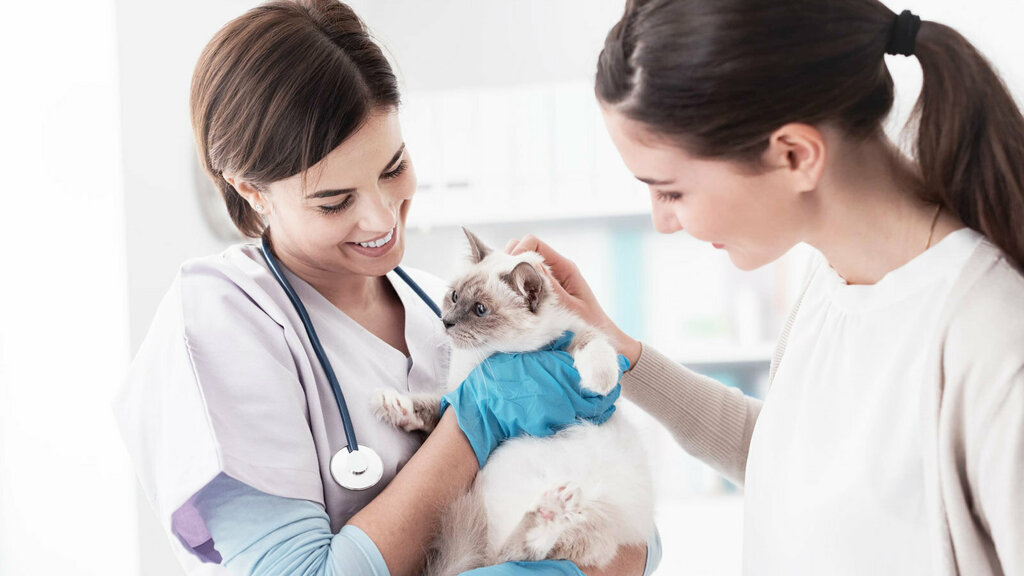 Veteriner klinikleri Veterinaria Canito, La Paz, foto