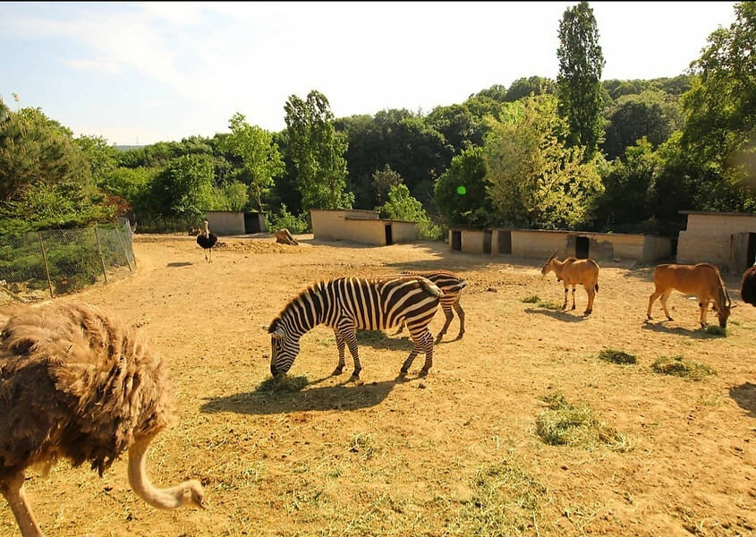 Hayvanat bahçeleri Polenezköy Zoo, İstanbul, foto