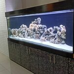 Melikşah Akvaryum (Kazım Karabekir Mah., Akyol Cad., No:1/B, Ümraniye, İstanbul), akvaryumlar  İstanbul'dan