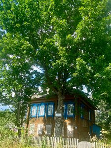 Дуб Разумовича (Kostroma Region, Soligalichskiy munitsipalny okrug, derevnya Kuzemino), doğa  Kostromskaya oblastından