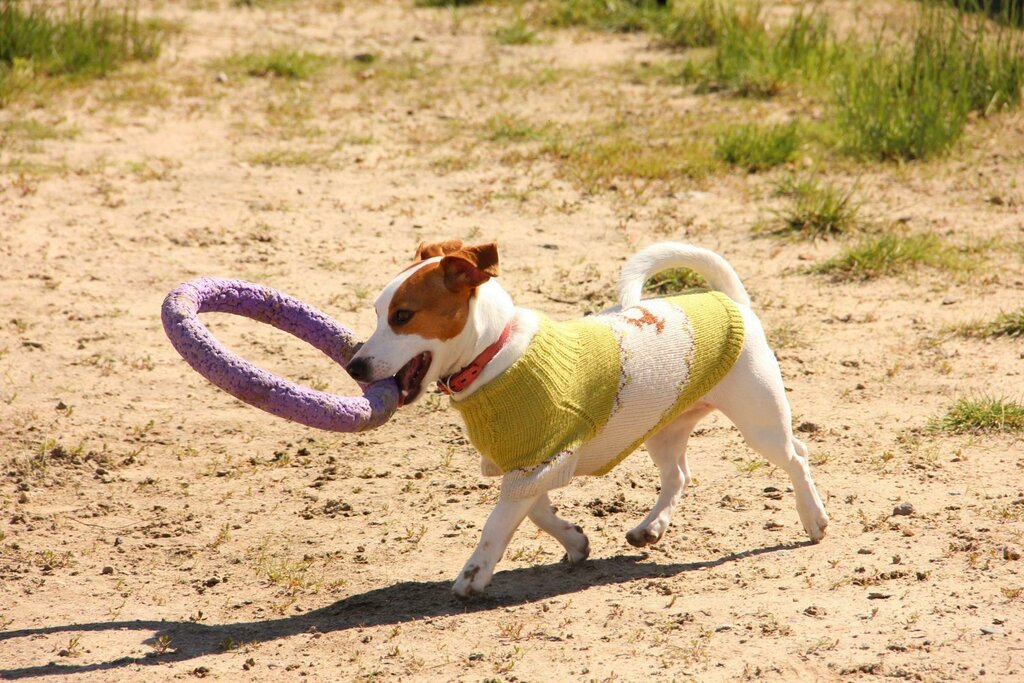 Pet otel Олимпия-дог, Nadym, foto