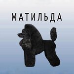 Matilda (Lenina Avenue No:245/4), evcil hayvan kuaförleri  Rostov‑na‑Donu'dan