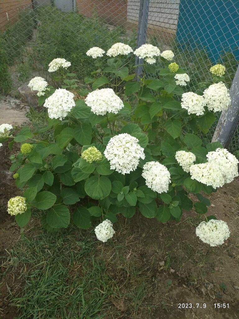 Bina, site yönetimi Пчеловод, Tataristan, foto