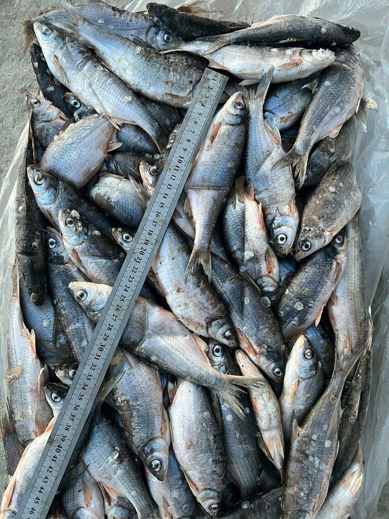 Balık ve deniz ürünleri Megeb Fish, Kizlyar, foto