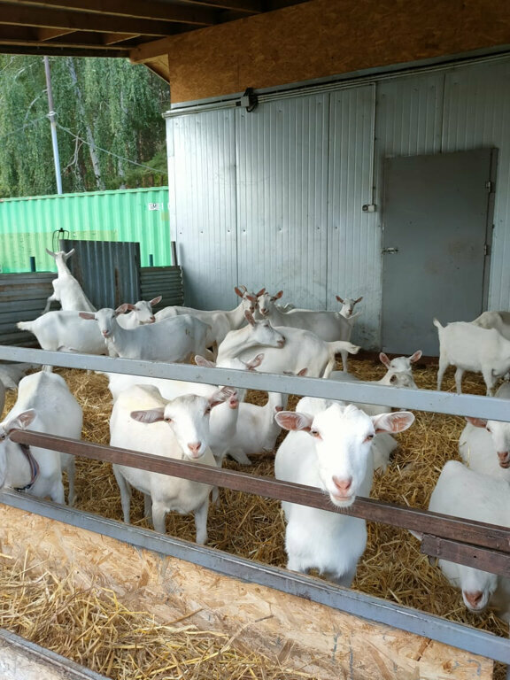 Hayvancılık Экоферма Я люблю, Tataristan, foto