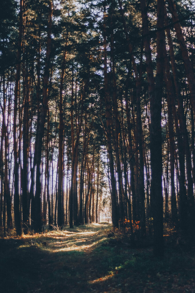 Orman урочище Красные Кусты, Belgorodskaya oblastı, foto