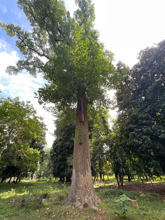 Turistik yerler Лириодендрон тюльпановый, Gagra Bölgesi, foto
