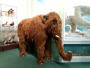 Krasnoyarsk Regional Museum of Local Lore (Dubrovinskogo Street No:84, Krasnoyarsk), müzeler ve sanat galerileri  Krasnoyarsk'tan