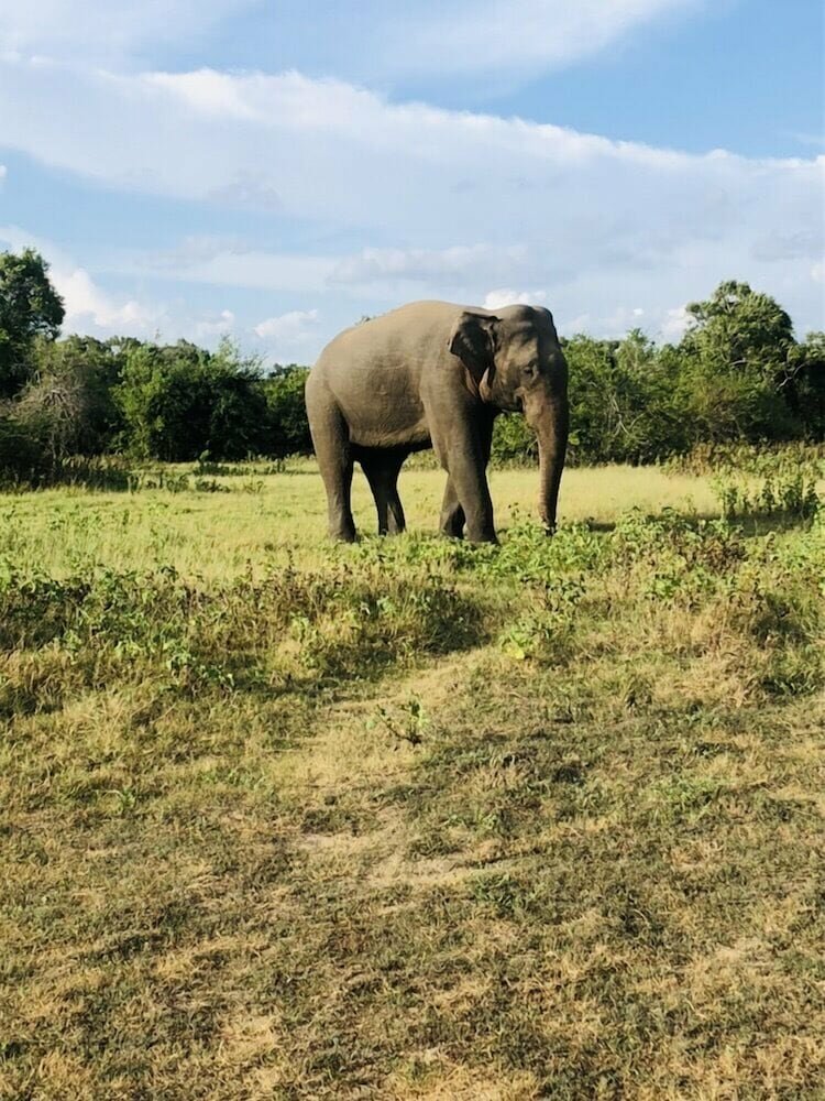 Otel Sigiriya Nature Villa Lodge, , foto