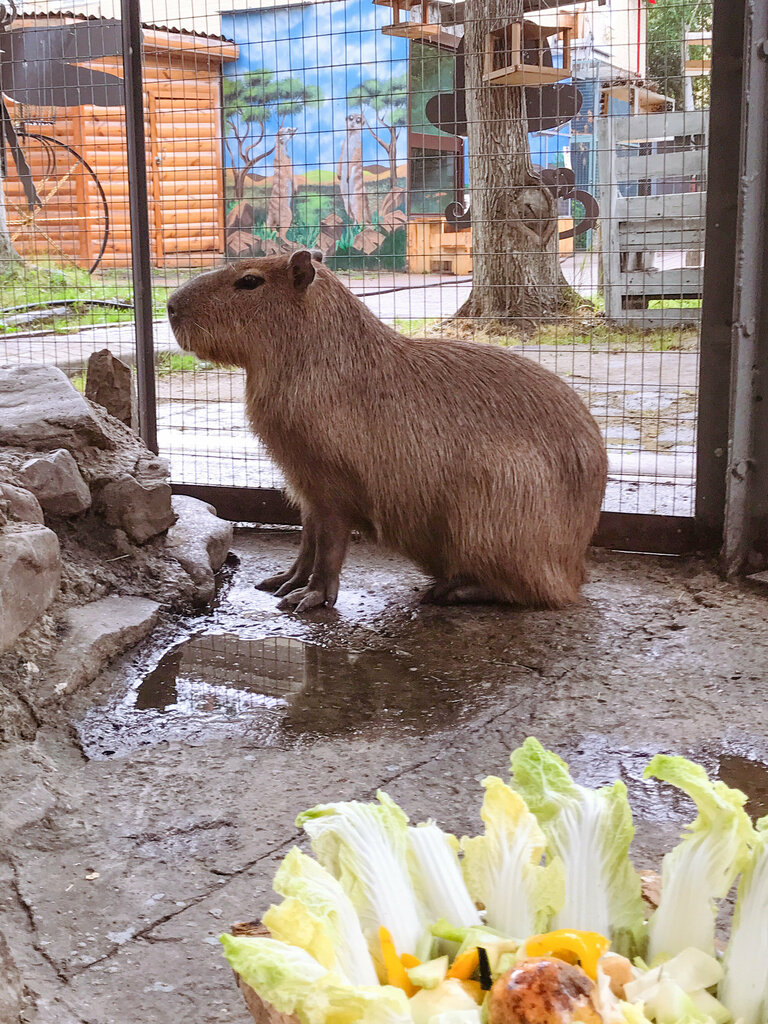 Python, zoo, Komsomolsk-on-Amur, Ordzhonikidze Street, 9 — Yandex Maps