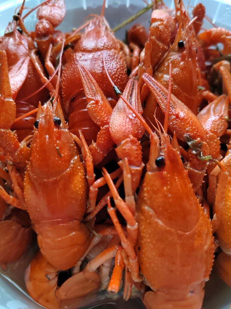 Balık ve deniz ürünleri Живая рыба, Omsk, foto