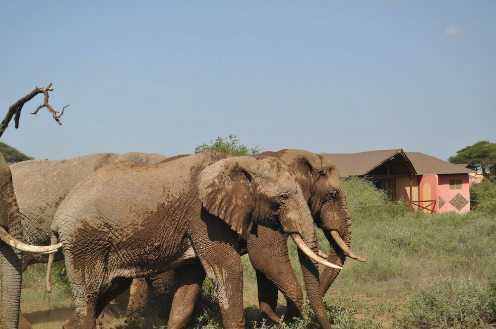Otel Kilima Safari Camp, Dünya, foto