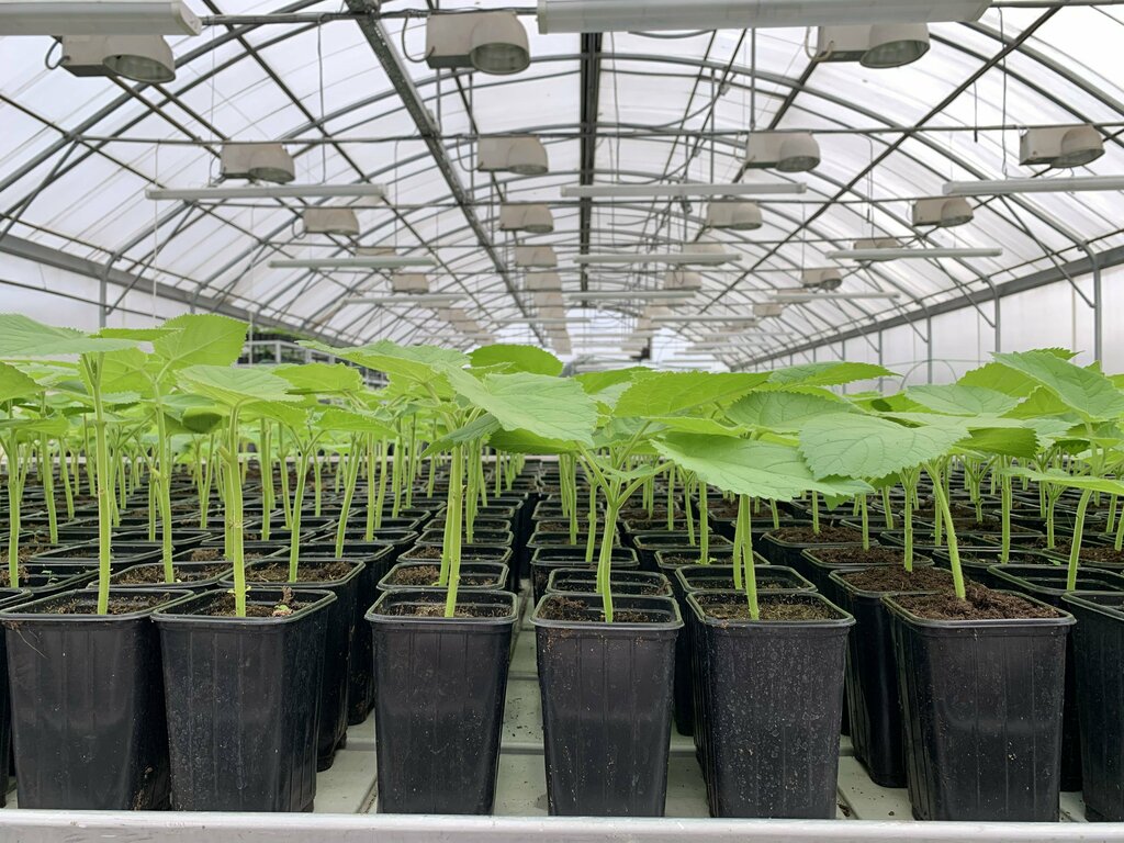 Fidan yetiştiriciliği Paulownia, Dolgoprudny, foto