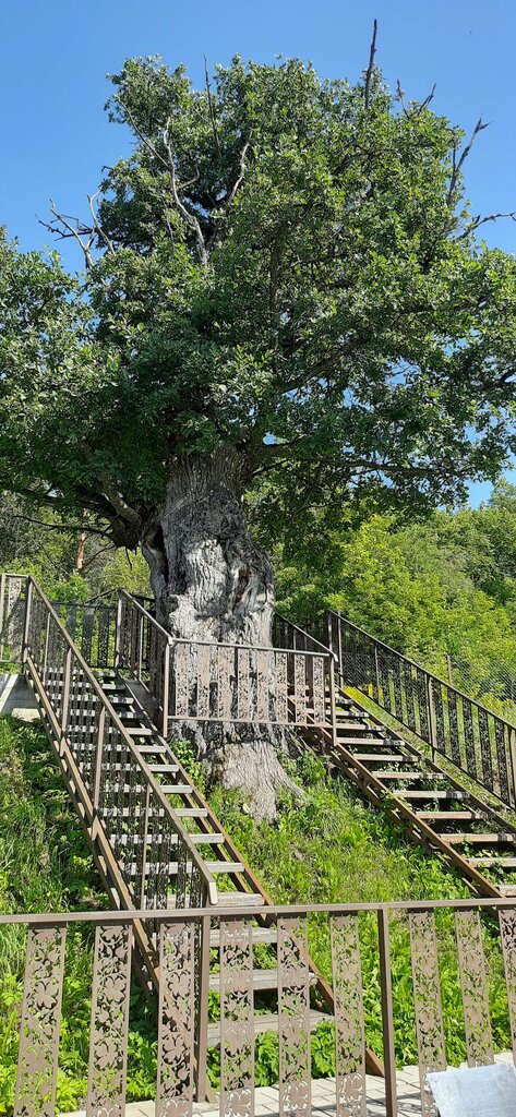 Doğa Старинный дуб преподобного Макария, Tulskaya oblastı, foto