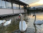 Lagoon (Forelevaya ulitsa No:10), otel  Kislovodsk'tan