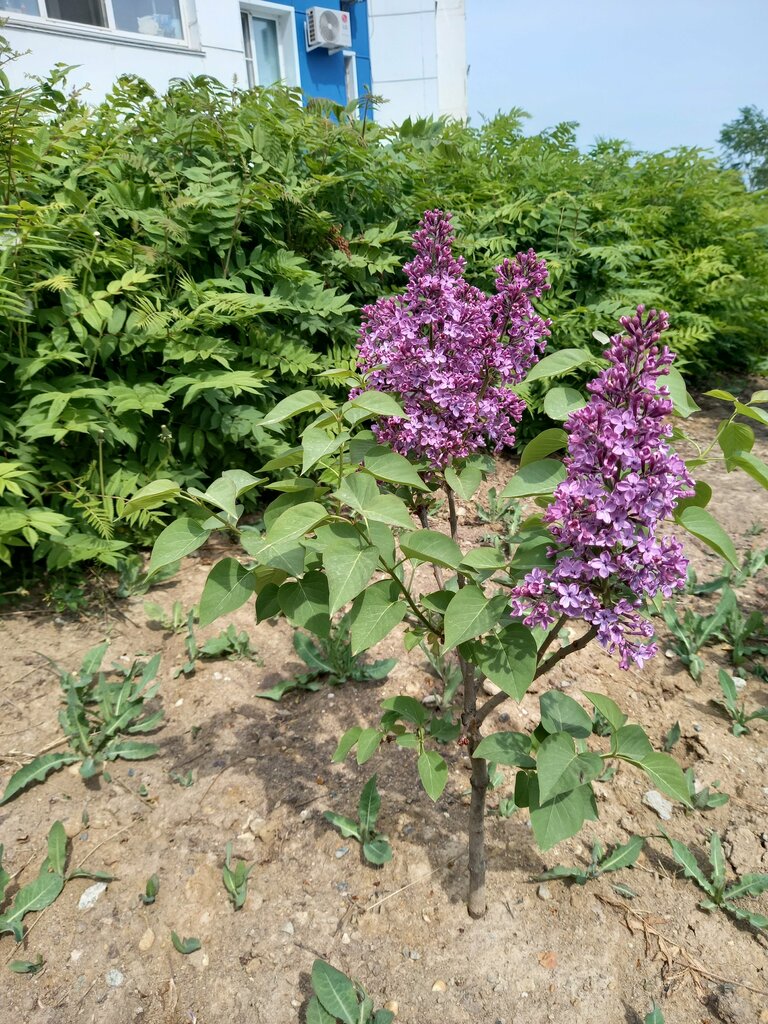 Fidan yetiştiriciliği Sadovyy Miks, Krasnodarski krayı, foto