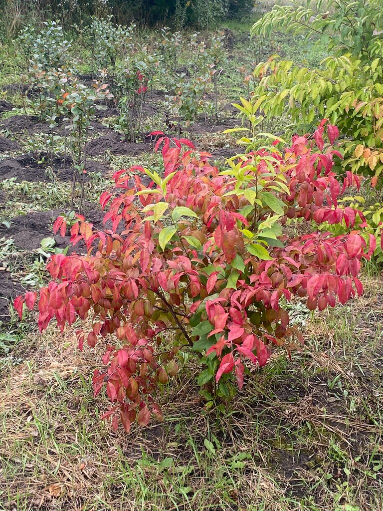 Fidan yetiştiriciliği Питомник Полунино, Tulskaya oblastı, foto