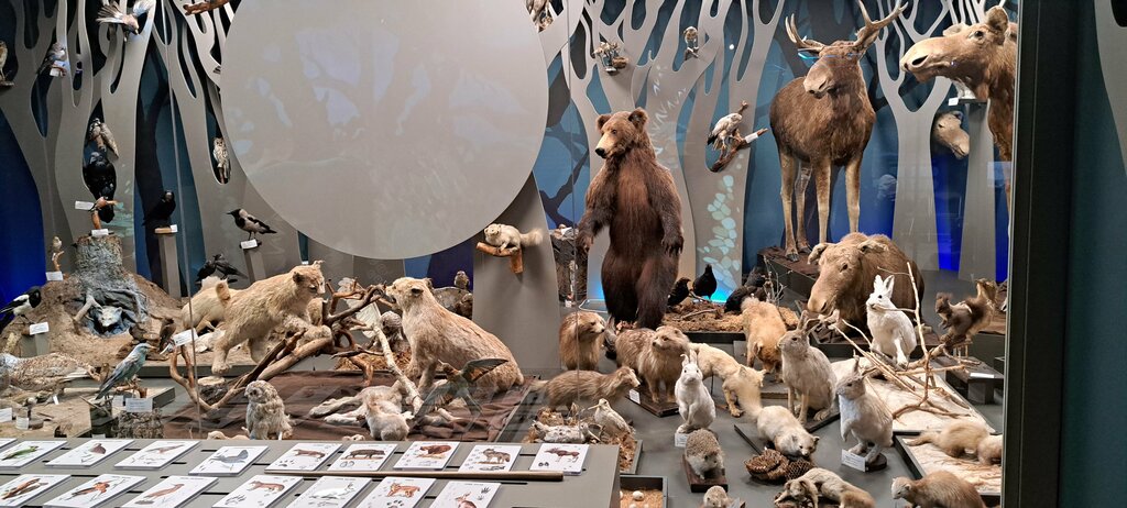 Müzeler ve sanat galerileri Trofimov Museum Priroda, Nijegorodskaya oblastı, foto