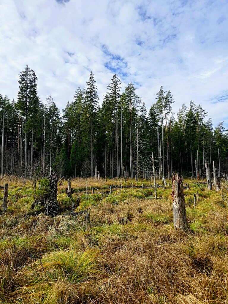 Doğa koruma alanı Республиканский ландшафтный заказник Стронга, Brestskaya oblastı, foto