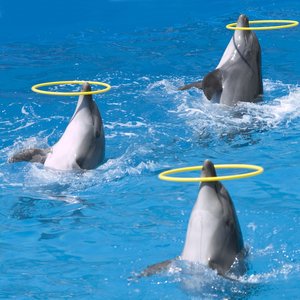 Dolphinarium Nemo (No:25, Langeron beach), akvaryumlar  Odesa'dan