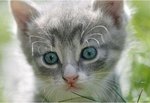 Centro Veterinario Caleidos (Via Lanfranco No:4, Albisola Superiore), veteriner klinikleri  Ligurya'dan