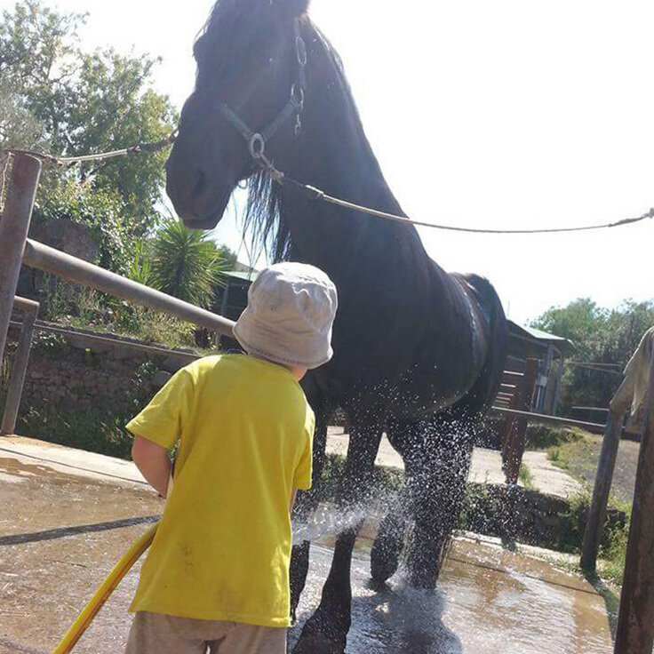 Evcil hayvan yetiştiricileri Circolo Ippico Gli Ulivi, Sicilya, foto