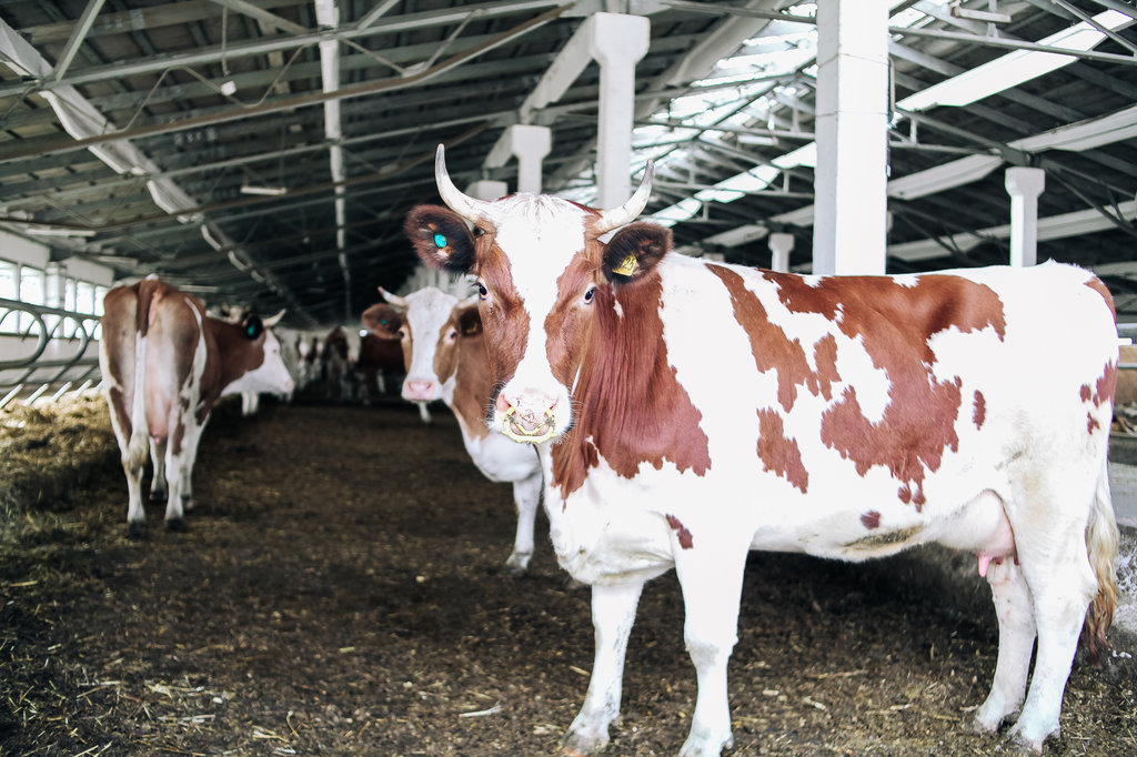 Tarım firmaları Agrotech-Garant, Voronejskaya oblastı, foto