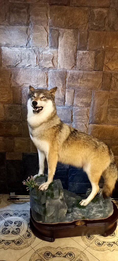 Hayvan postu doldurma Трофейная комната, Seversk, foto