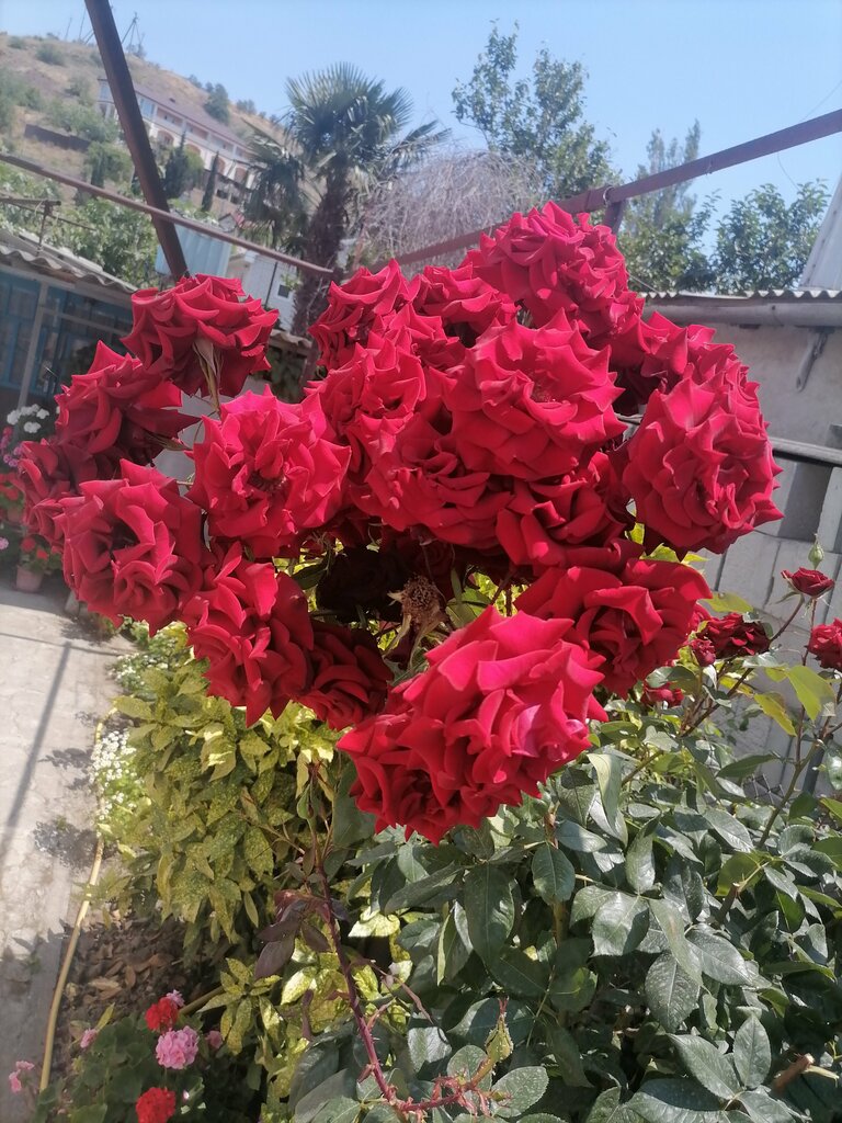 Otel Gostinica Na Lenina 35, Kırım Cumhuriyeti, foto