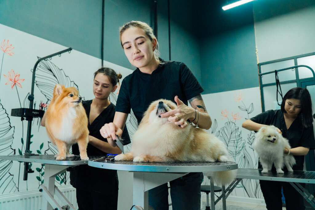 Evcil hayvan kuaförleri Red Hot Chili Pets, Almatı, foto