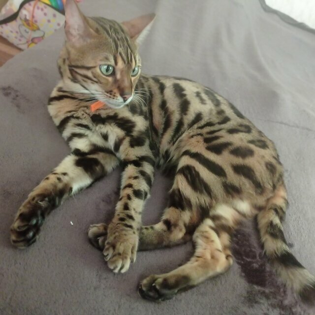 Pet otel Четыре лапы, Zheleznogorsk, foto