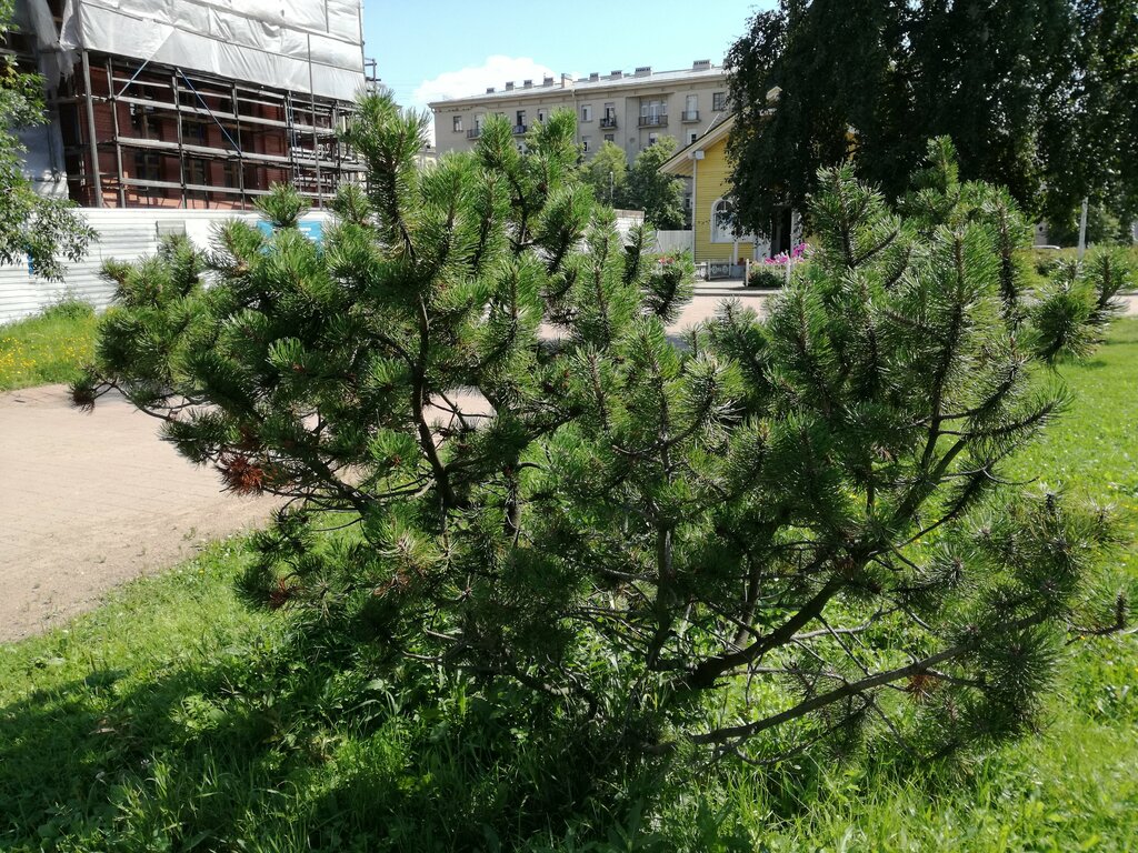 Doğa Pinus pumila, Saint‑Petersburg, foto