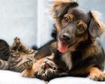 Pet Shop (Erzincan, Erzincan Merkez, Karaağaç Mah., 750. Sok., 16), petshop  Erzincan'dan