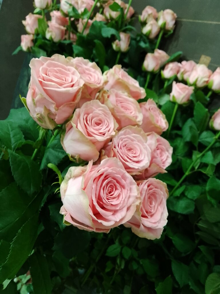 Seracılık Линия Розы, Moskova ve Moskovskaya oblastı, foto