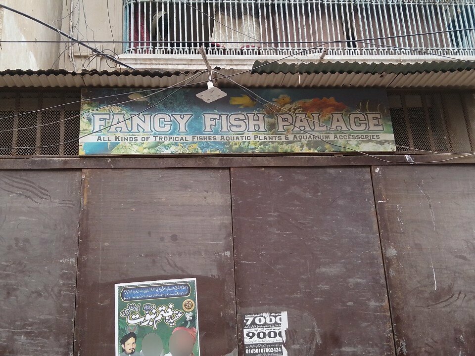 Balık ve deniz ürünleri Fancy fish place, Karaçi, foto