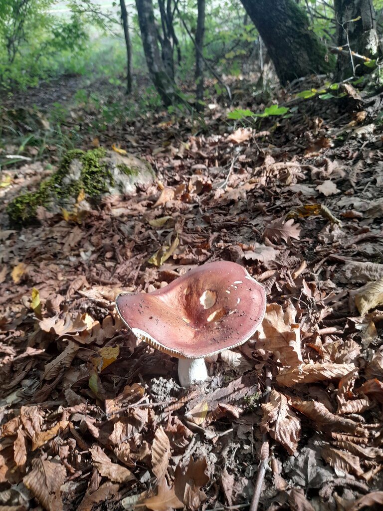 Dağ zirvesi Гора Обачик, Sevastopol, foto