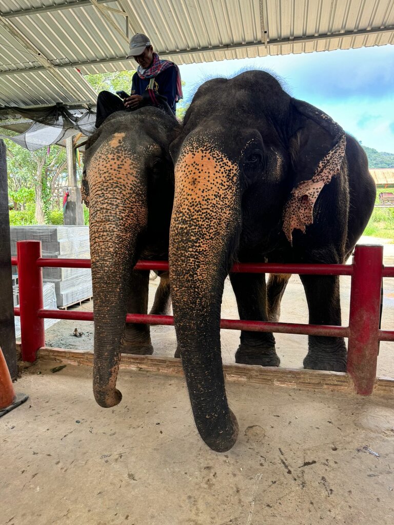 Hayvanat bahçeleri Elephant farm Eco, Phuket Eyaleti, foto