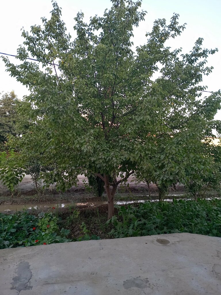 Ortaokul Gurlan tumani 9-son maktab, Harezm eyaleti, foto