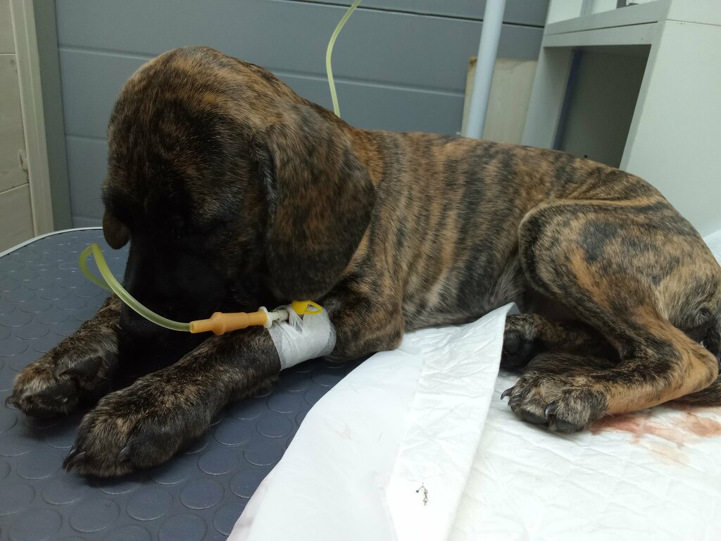 Veteriner klinikleri Veterinarny kabinet Kotopyos, Berezniki, foto