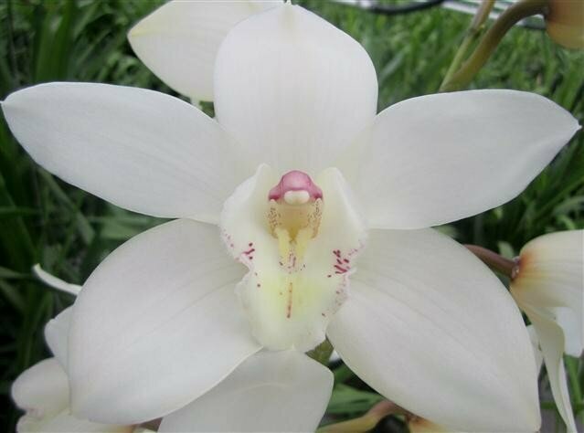 Çiçekçiler Flora Blooms, Dubai, foto