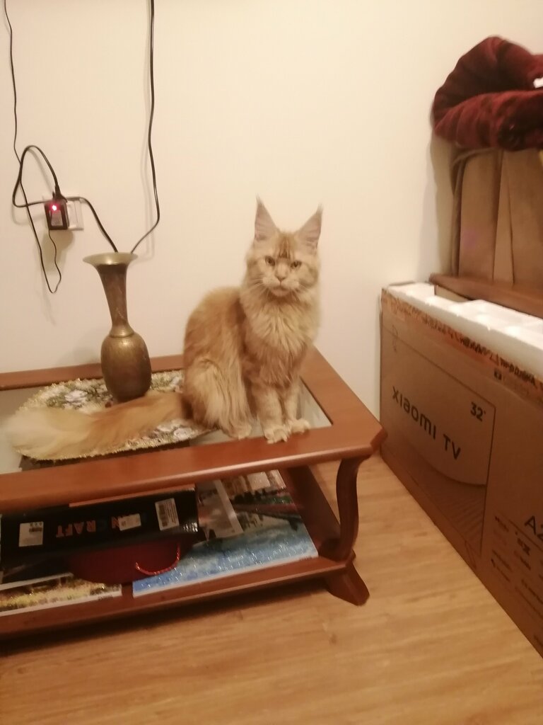 Veteriner klinikleri Shakhovskaya Rayonnaya Stantsiya po Borbe s Boleznyami Zhivotnykh Gu, Moskova ve Moskovskaya oblastı, foto