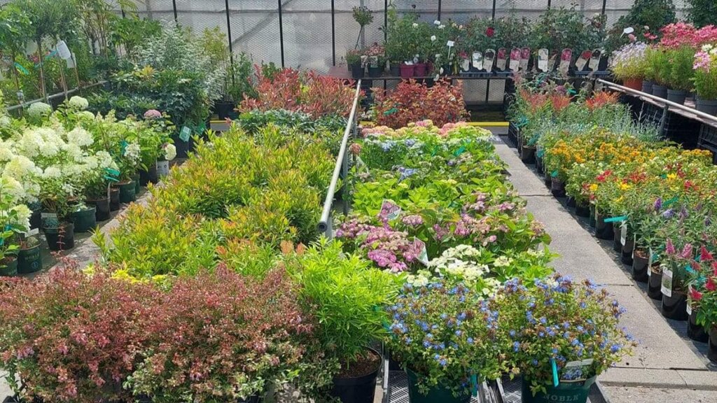 Çiçek teslimatı Garden Center De Coster, Flaman Brabant, foto