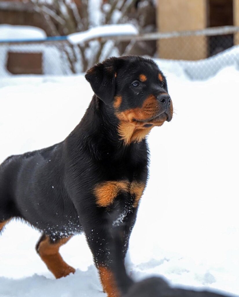 Evcil hayvan yetiştiricileri Ротвейлеры и чихуахуа питомника Рус РПХ Некар, Podolsk, foto
