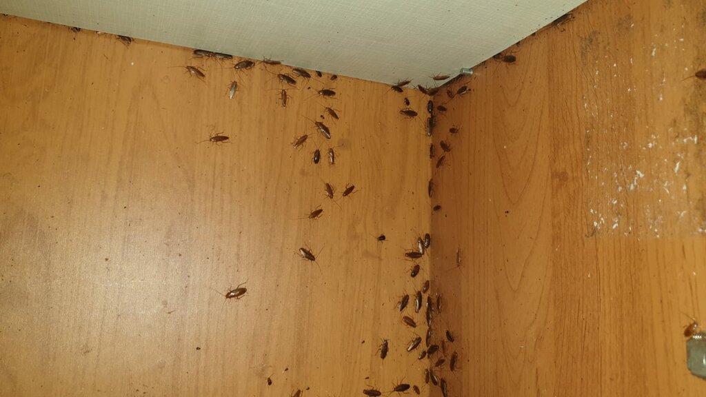 Haşere ilaçlama firmaları Профдезинфекция, Aleksandrov, foto